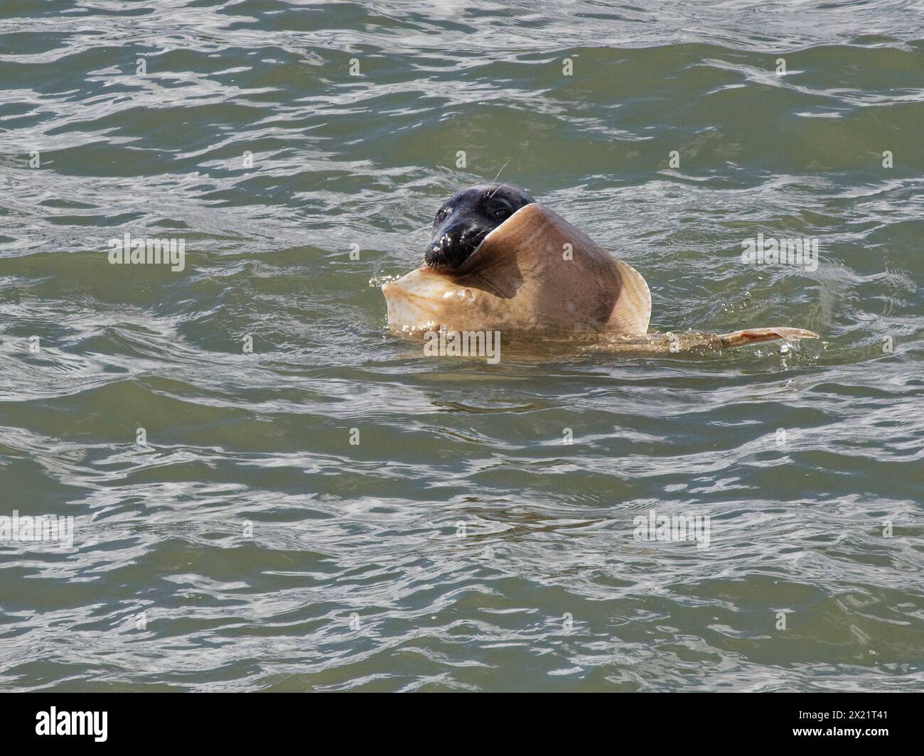 Must see in corwall hi-res stock photography and images - Alamy