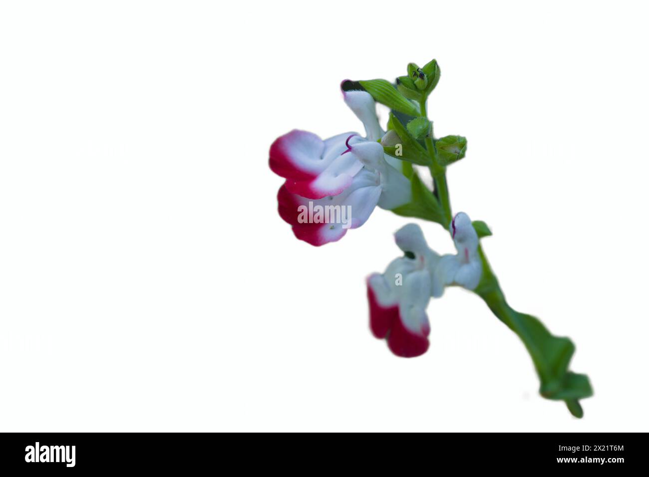 flowers in royal park Stock Photo - Alamy