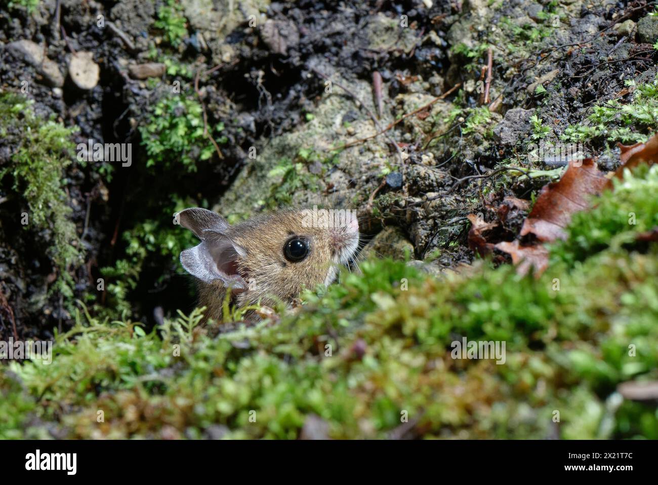 Wood mouse / Long-tailed field mouse (Apodemus sylvaticus) emerging ...