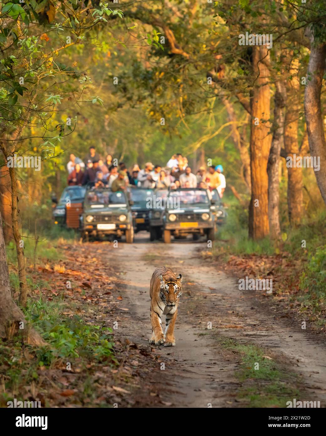 wild female tiger or panthera tigris a showstopper head on road in ...
