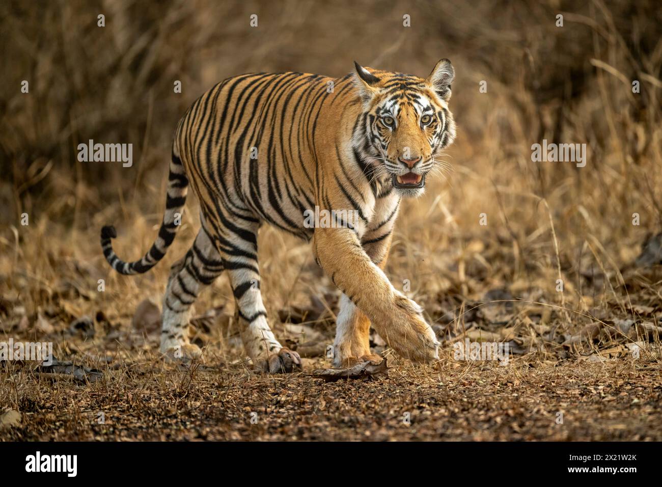 wild sub adult male bengal tiger panthera tigris walking head on ...
