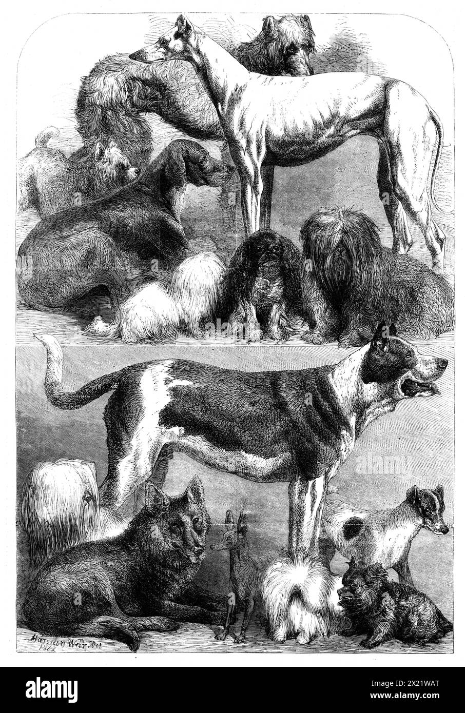 Prize dogs from the exhibition at the Agricultural Hall, Islington ...