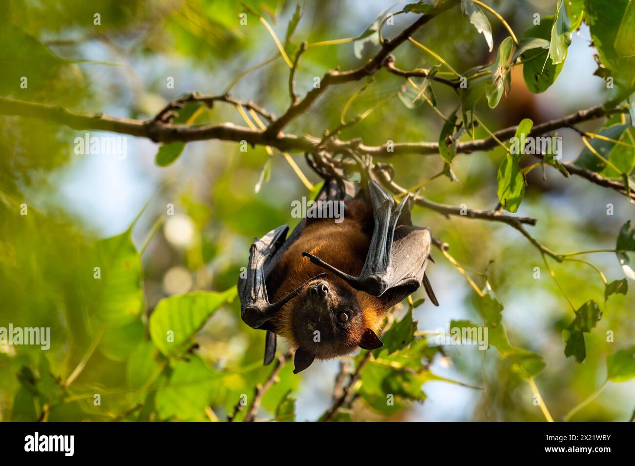 indian flying fox or greater indian fruit bat or Pteropus giganteus ...