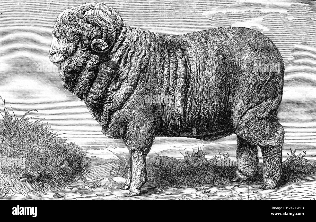 Sheep bred for wool Black and White Stock Photos & Images - Alamy