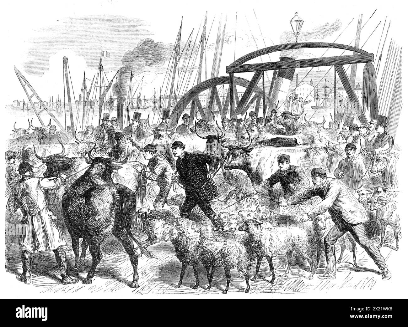 Landing foreign cattle at the British and Foreign Wharf, near the ...