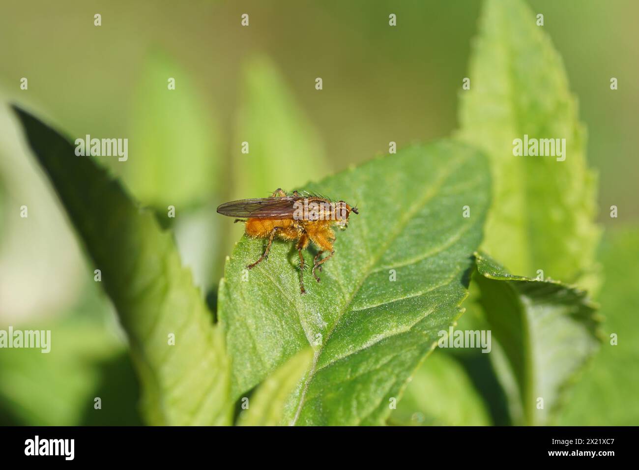 Scathophaga stercoraria, yellow dung fly, golden dung fly. Blowing a bubble. Family ...