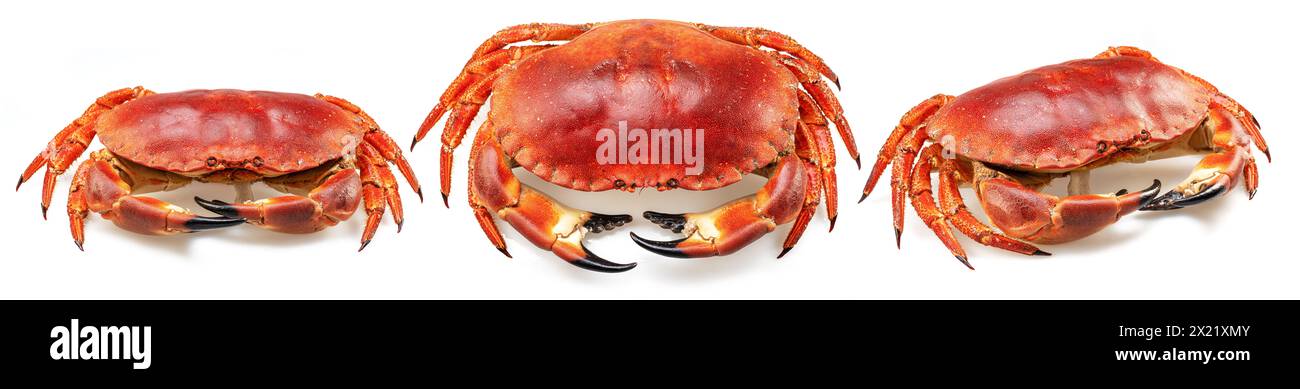 Three edible crabs isolated on white background Stock Photo - Alamy