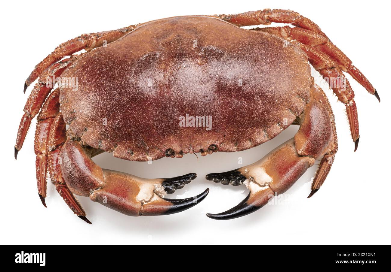Edible brown crab isolated on white background Stock Photo - Alamy