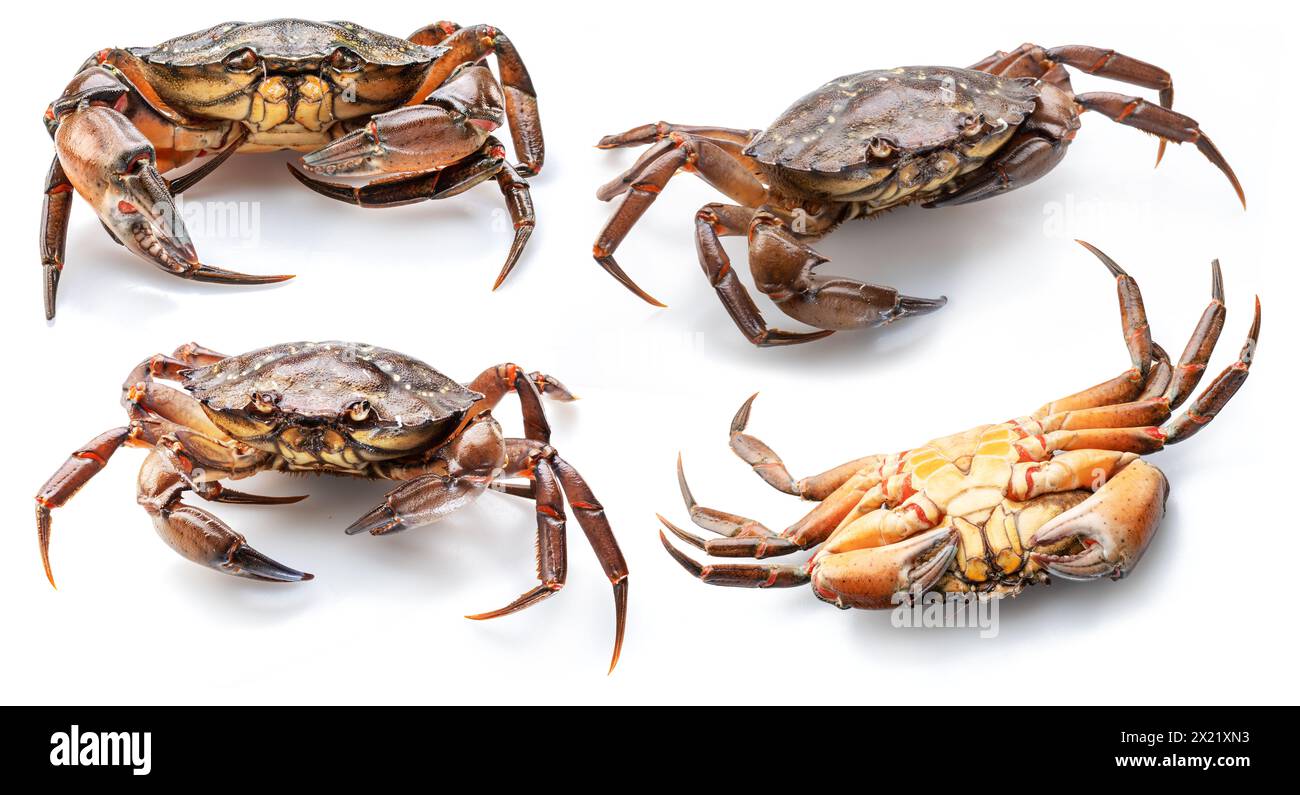 Four brown crabs isolated on white background Stock Photo - Alamy