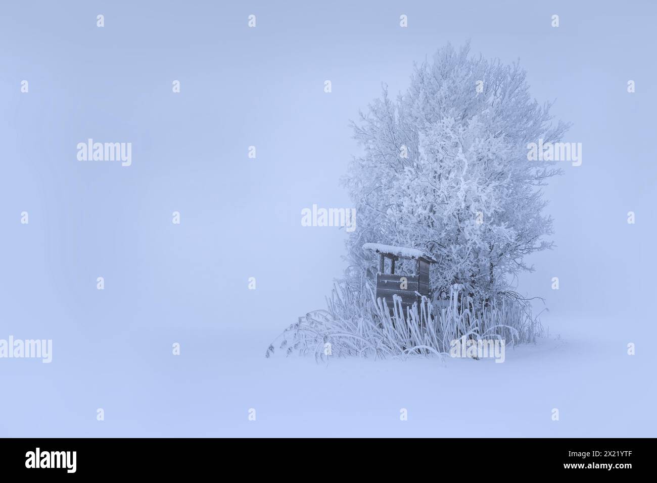 Biting cold in Kochelmoos, Schlehdorf, Upper Bavaria, Bavaria, Germany ...