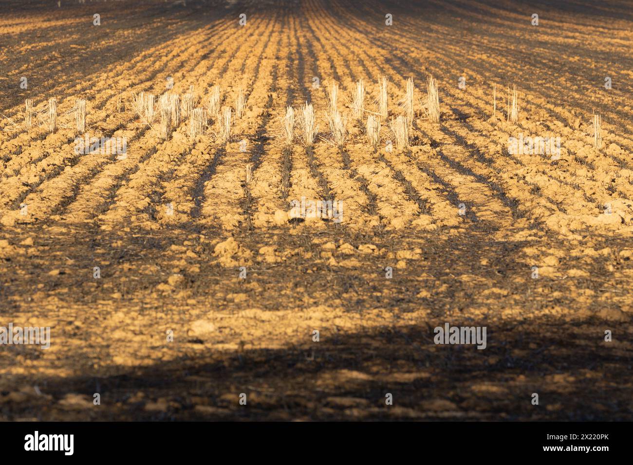 The Blackened ash remains of burnt crop stubble in a farm field in ...