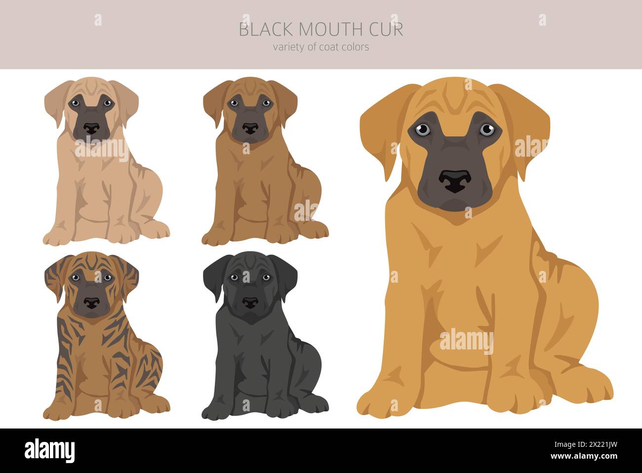 Black mouth cur puppy clipart. Different coat colors and poses set ...