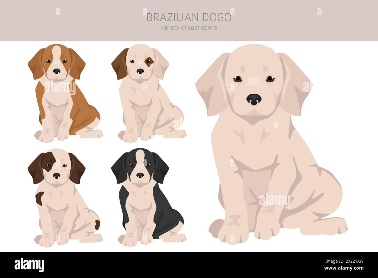 Brazilian Dogo puppy clipart. Different coat colors and poses set ...