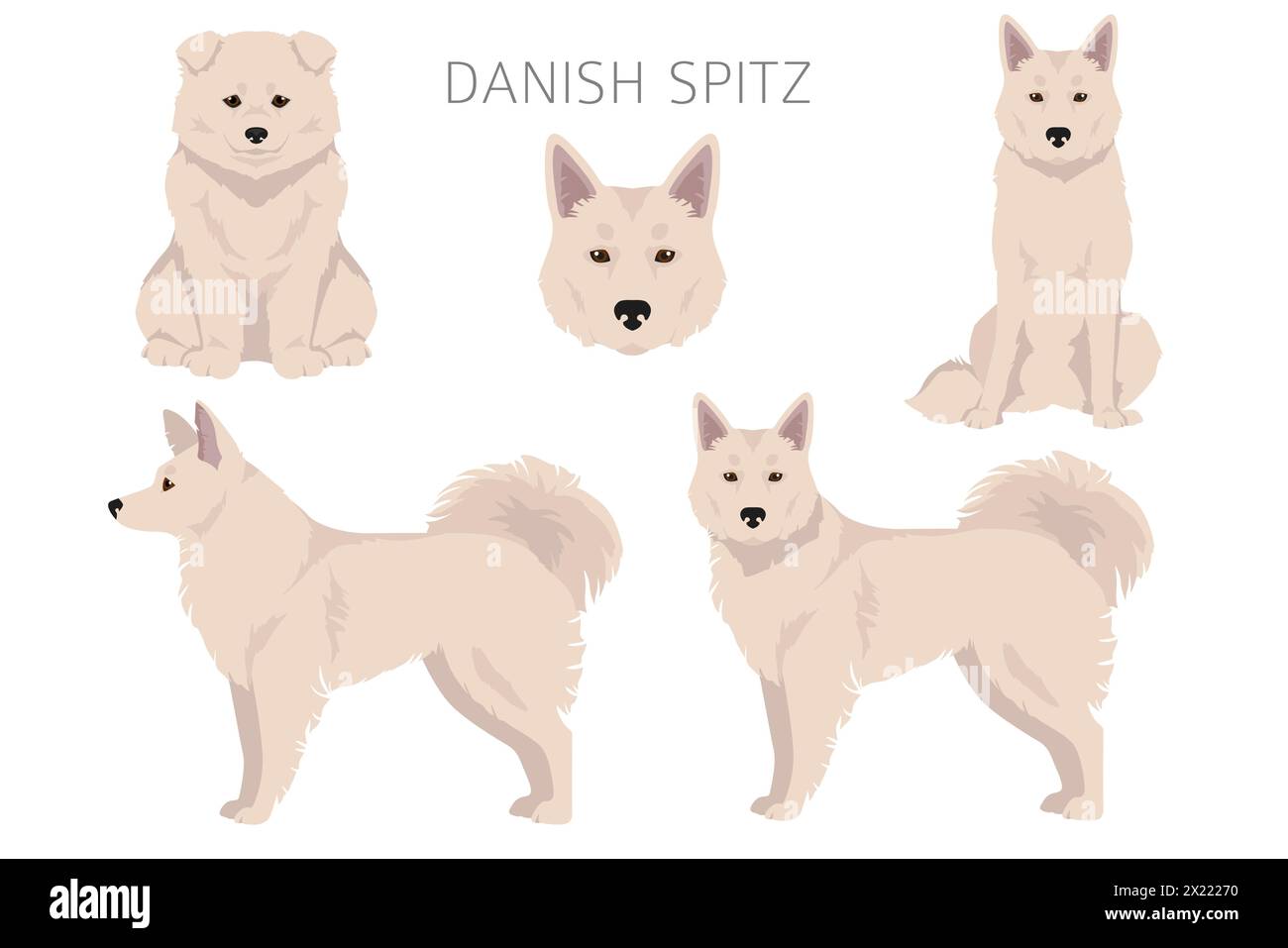 Danish Spitz clipart. Different poses, coat colors set. Vector ...