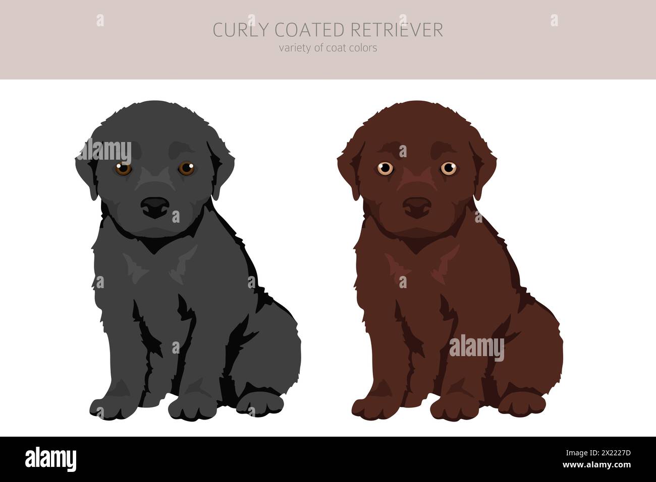 Curly coated retriever puppy clipart. Different poses, coat colors set ...