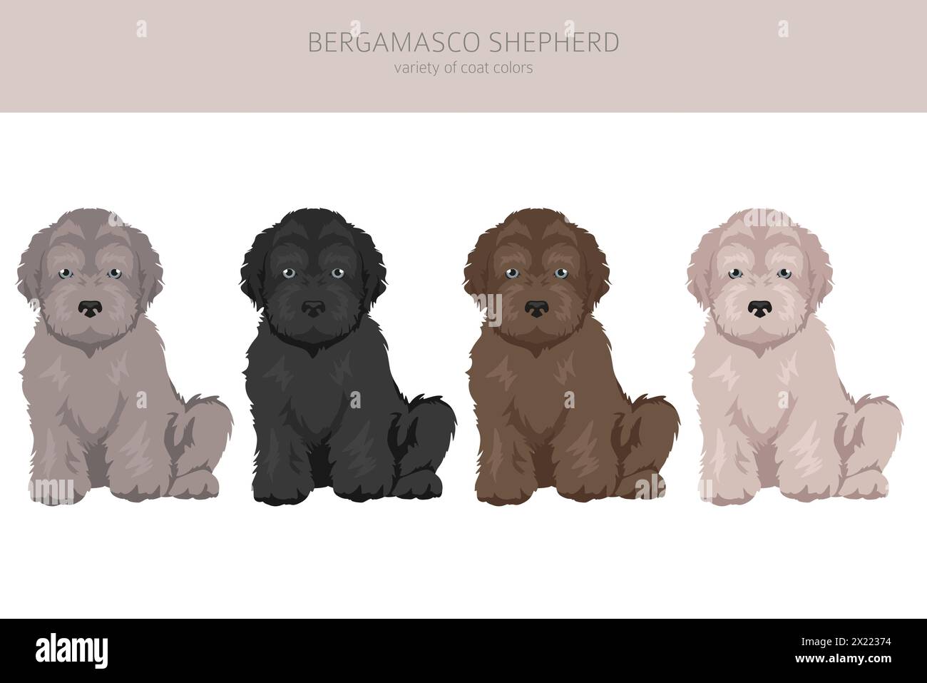 Bergamasco shepherd puppy clipart. Different coat colors and poses set ...