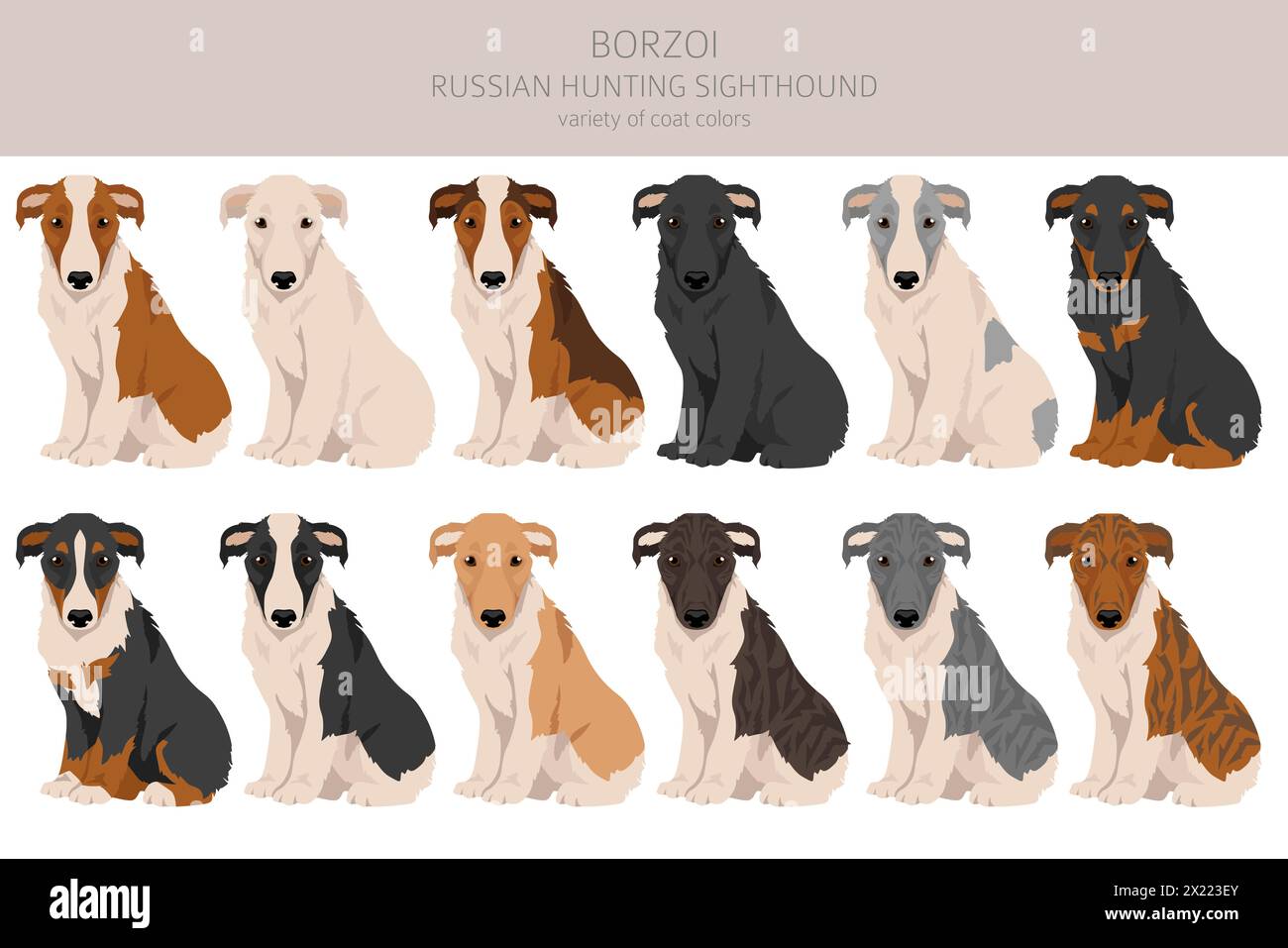 Russian hunting sighthound Borzoi puppy clipart. Different coat colors ...