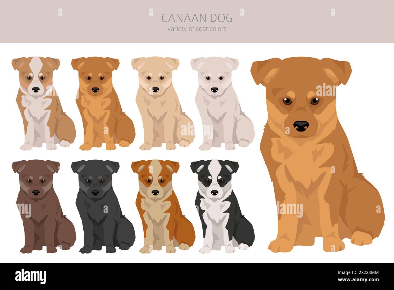 Canaan dog puppy clipart. Different poses, coat colors set. Vector ...