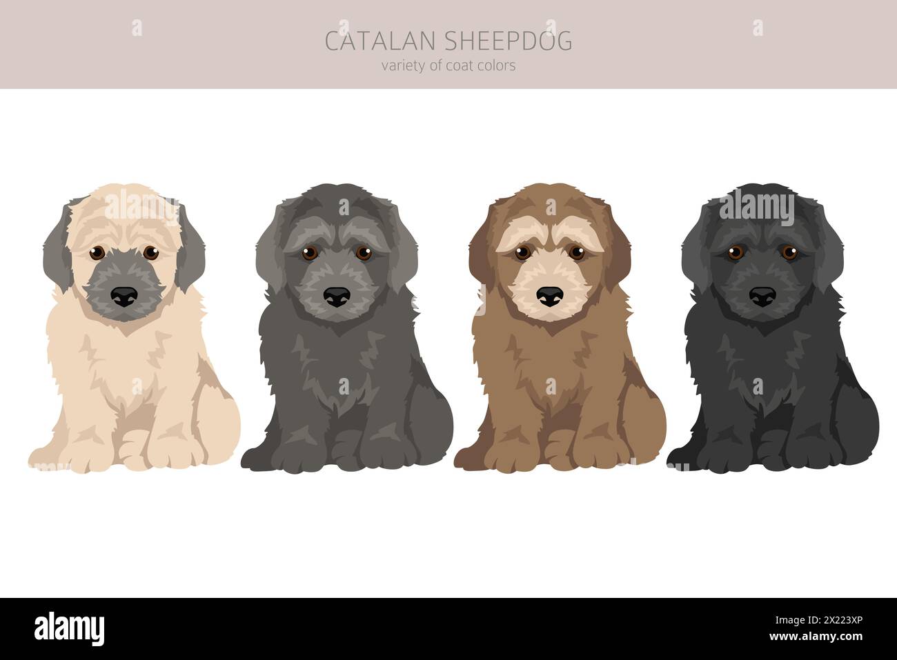 Catalan Sheepdog puppy clipart. Different poses, coat colors set ...