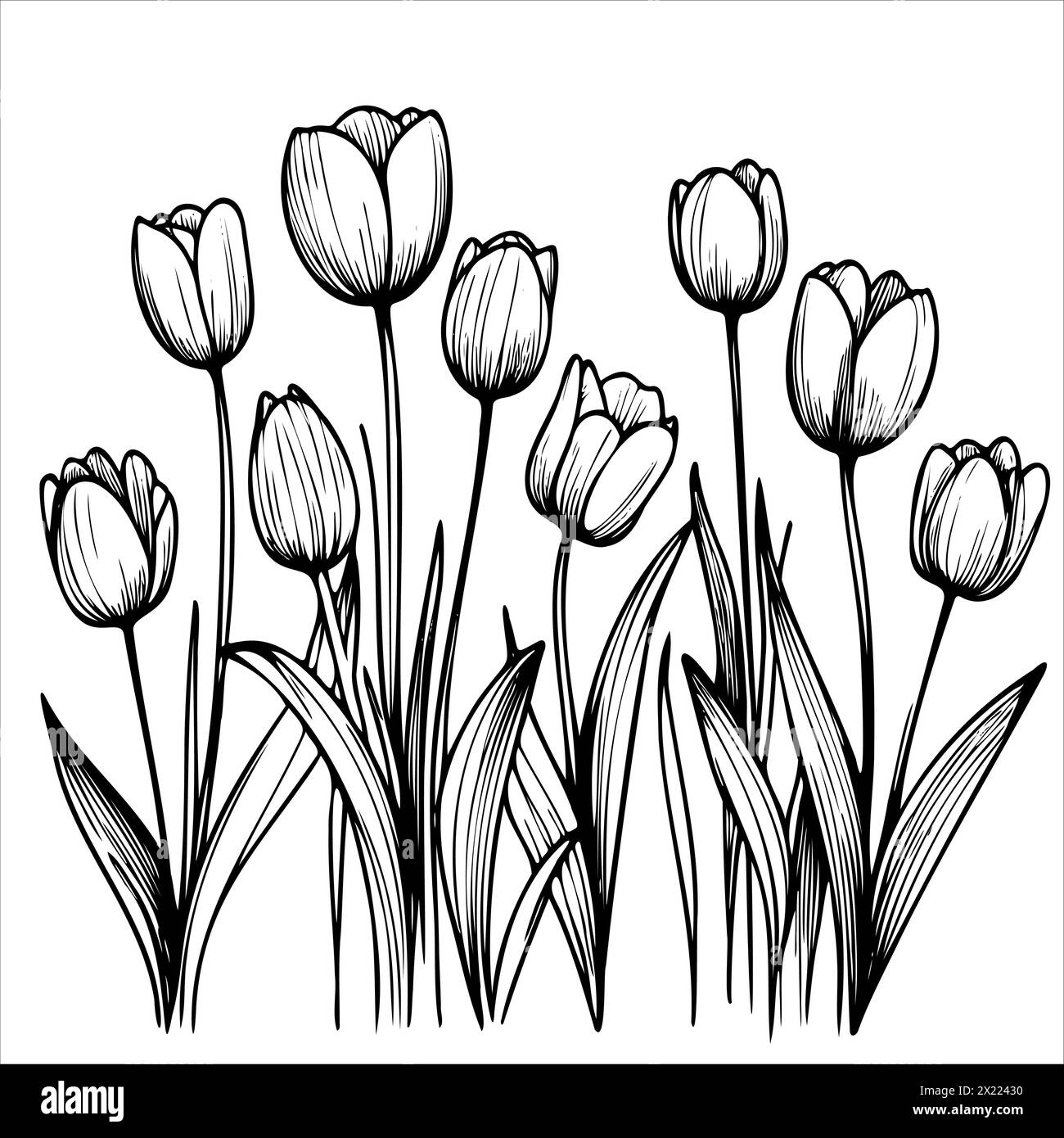 A black and white drawing of a bunch of tulips. The flowers are ...
