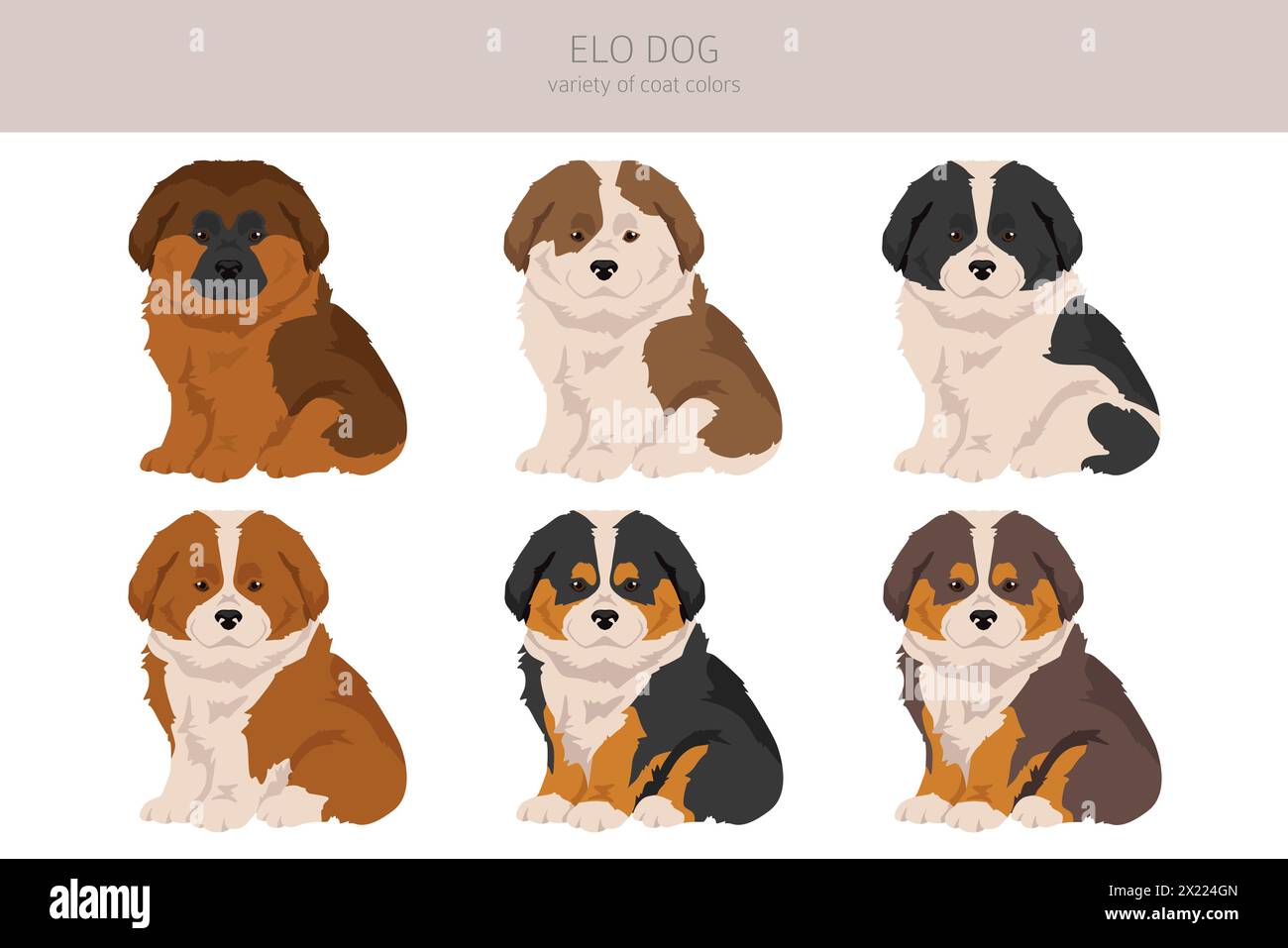 Dog breed colors chart hi-res stock photography and images - Alamy