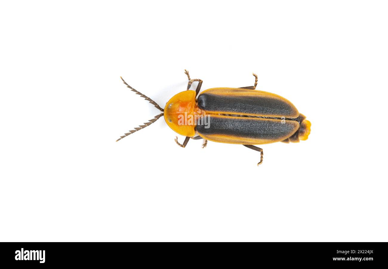 top view firefly on a white background Stock Photo - Alamy