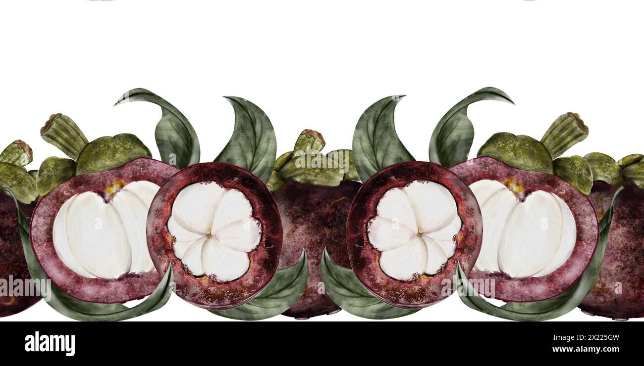 Mangosteen fruit watercolor illustration. Tropical fruit border hand ...