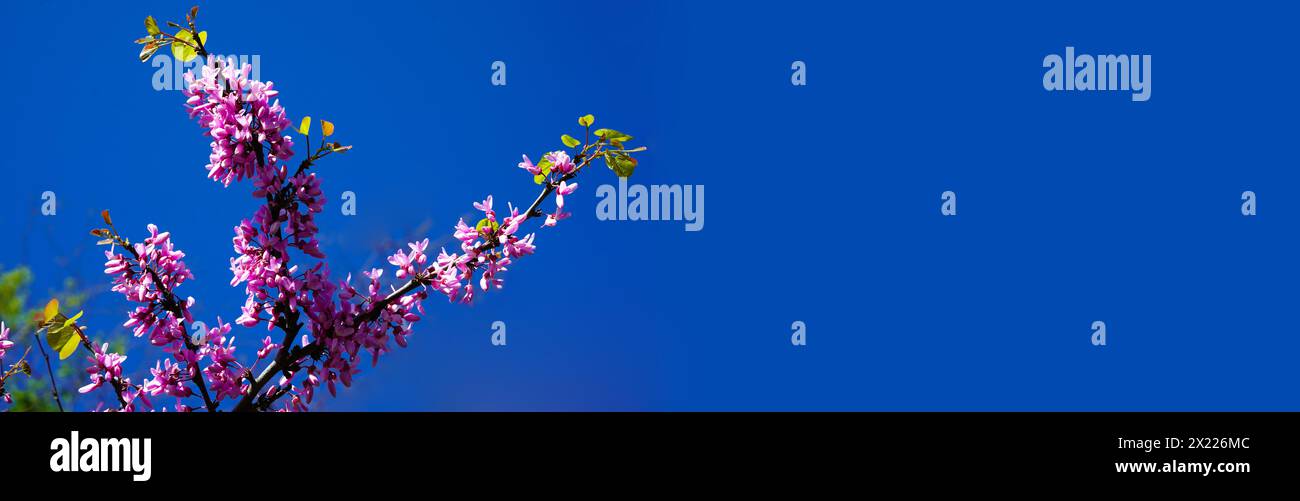 The tree called erguvan in Istanbul, which blooms purple flowers every ...