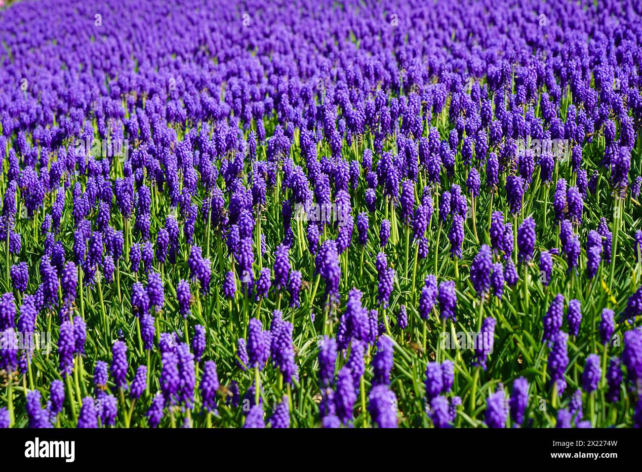 Blue magnificent arabian hyacinth in spring. Field, Emirgan. Blue ...