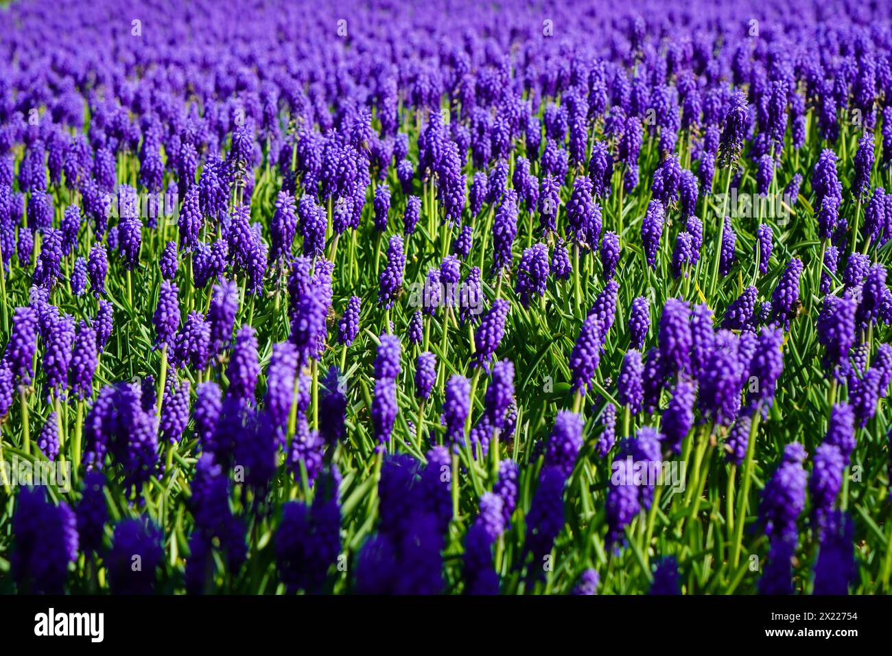 Blue magnificent arabian hyacinth in spring. Field, Emirgan. Blue ...