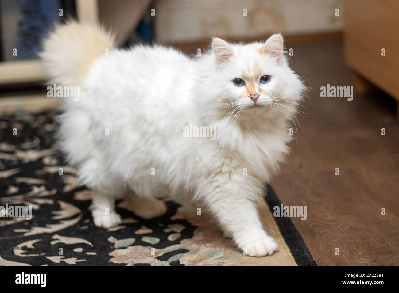 A small to mediumsized Felidae carnivore with fawn fur, whiskers, and a ...