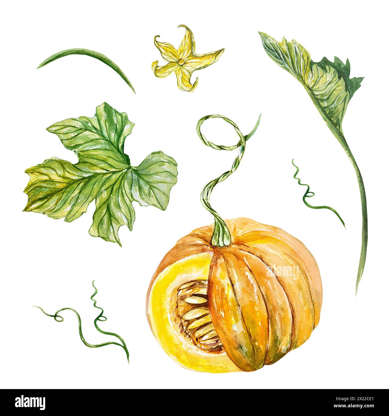 Pumpkin, watercolor set. Vegetable, leaves, flower. Hand drawn ...