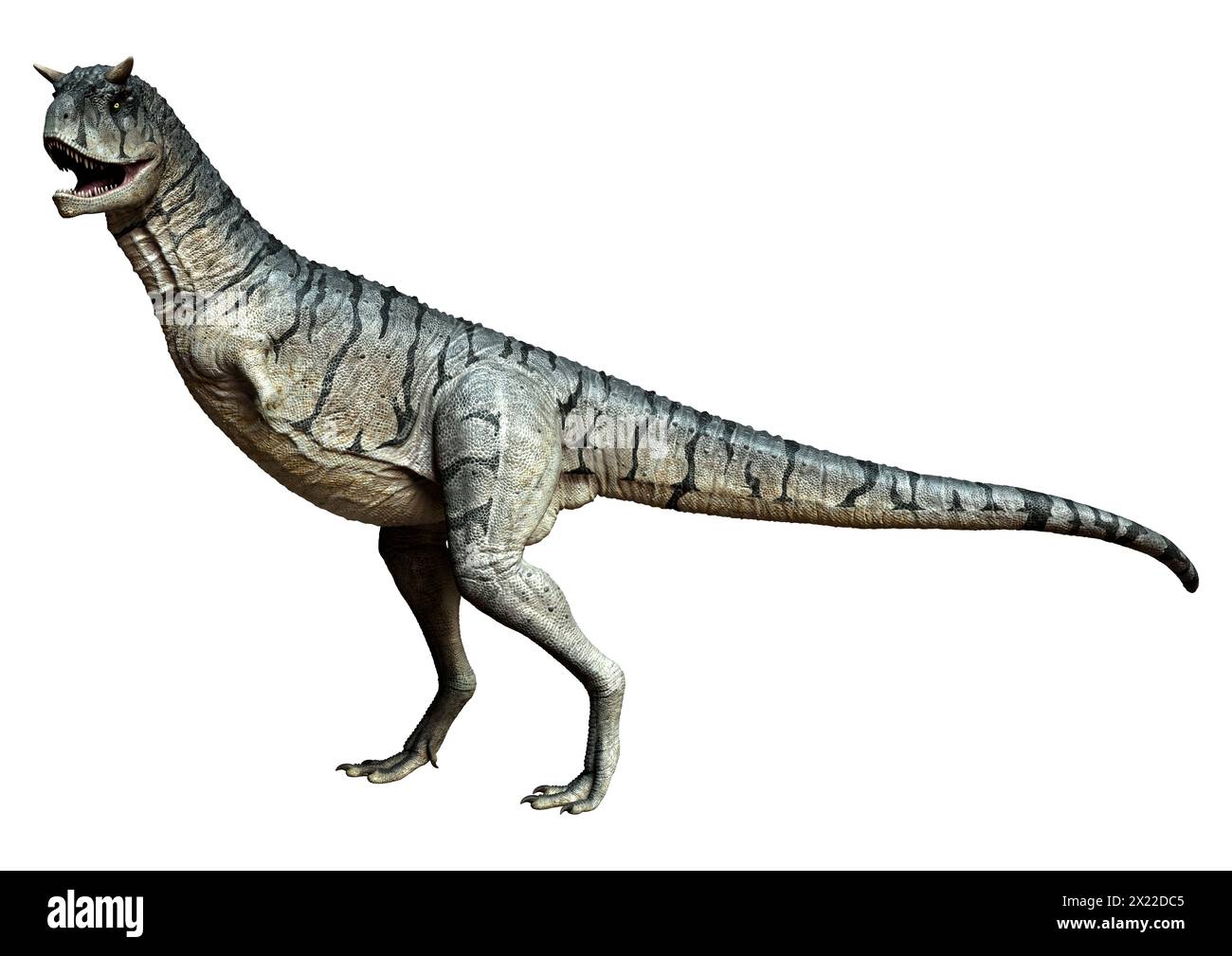 3D rendering of a Carnotaurus Sastrei dinosaur or flesh eating bull ...