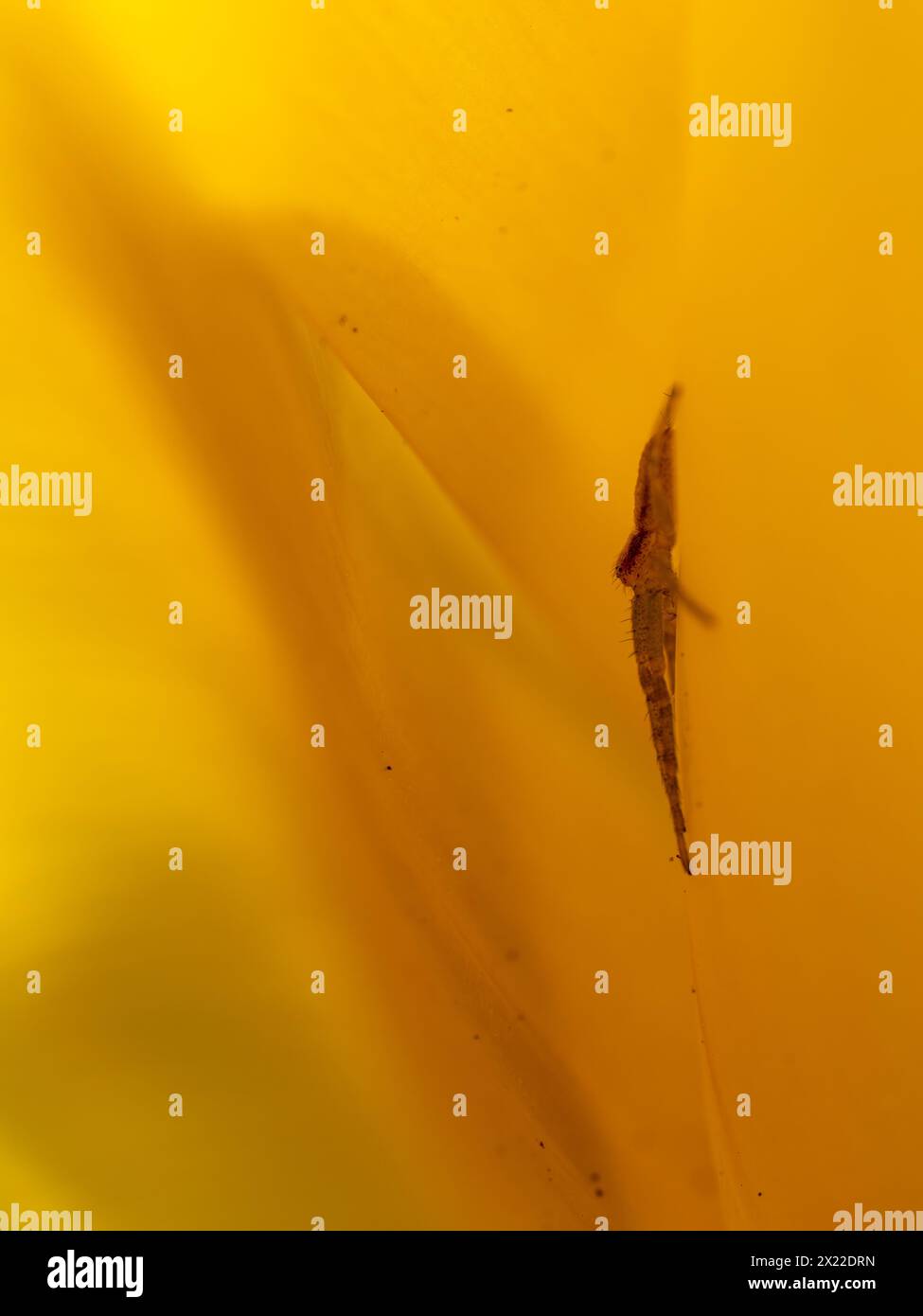 Running Crab Spider Laying in Wait in side a Yellow Tulip Stock Photo ...