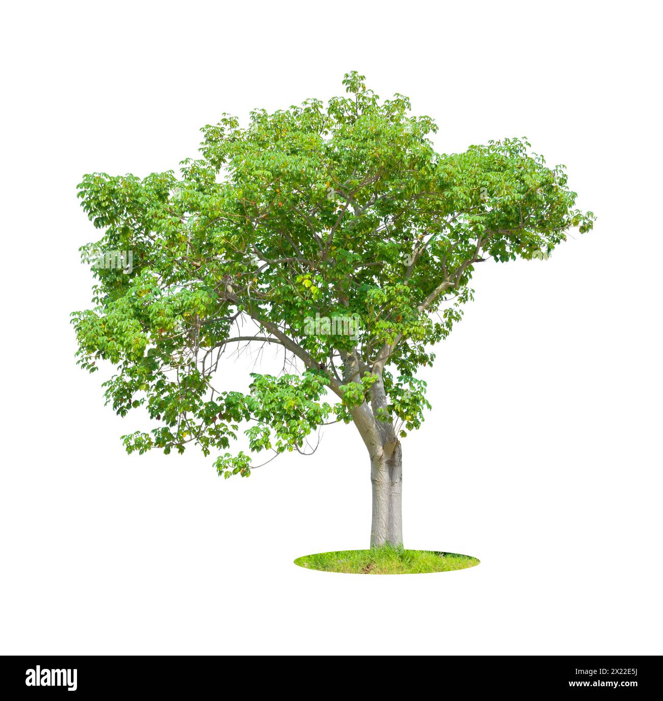 Green tropical tree isolated on white background, Save clipping path ...