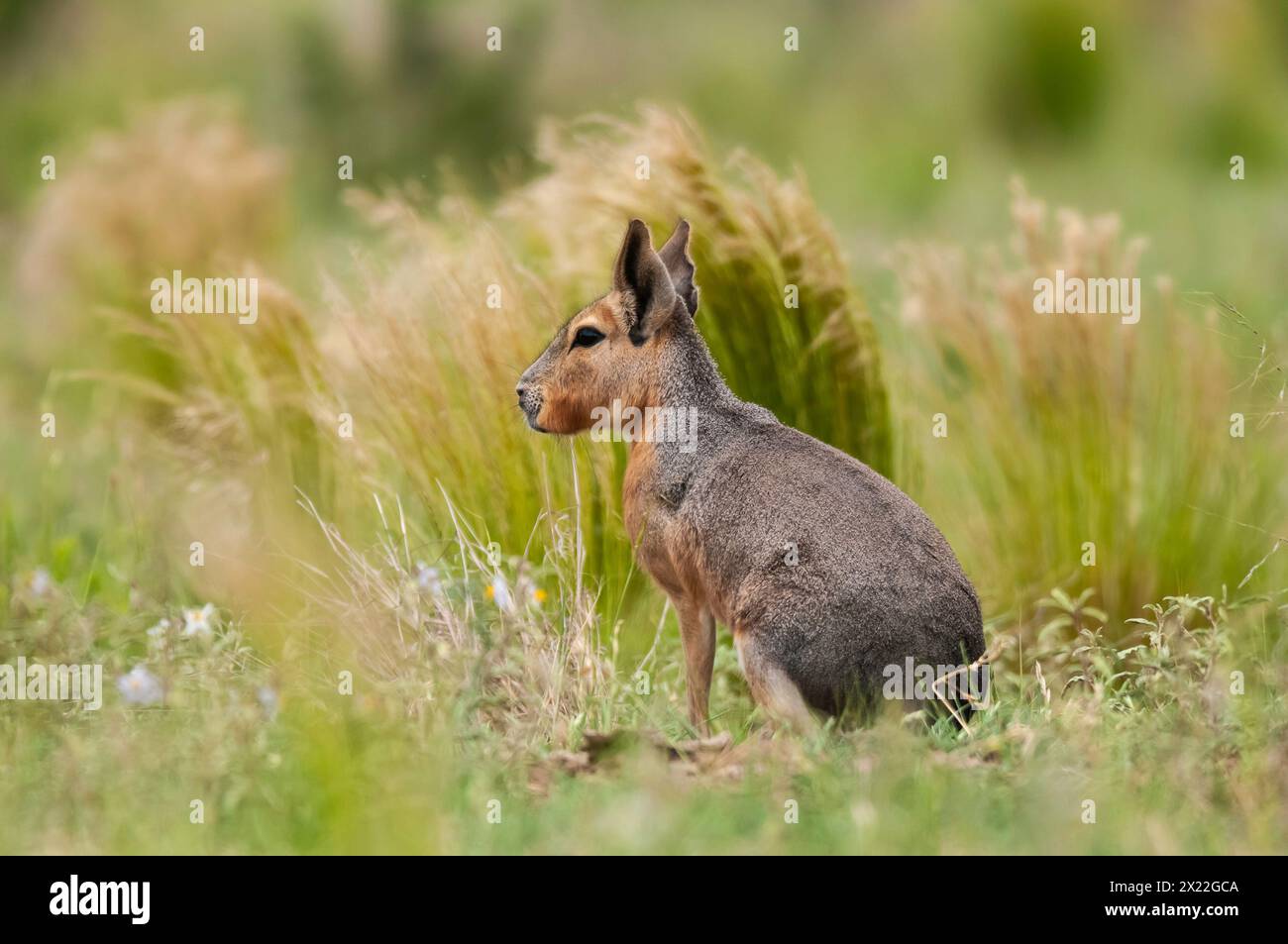 Patagonian cavi, Patagonia Mara, Peninsula Valdes, Patagonia ...