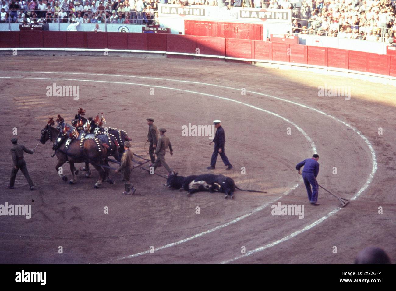 Horses pull a killed bull out of the arena to the cheers of the ...