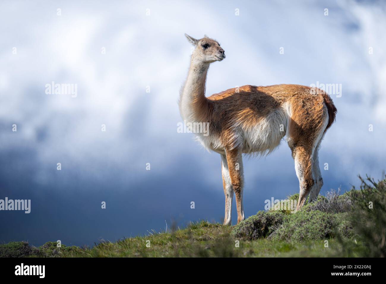Guanaco standing on grassy ridge turning head Stock Photo - Alamy