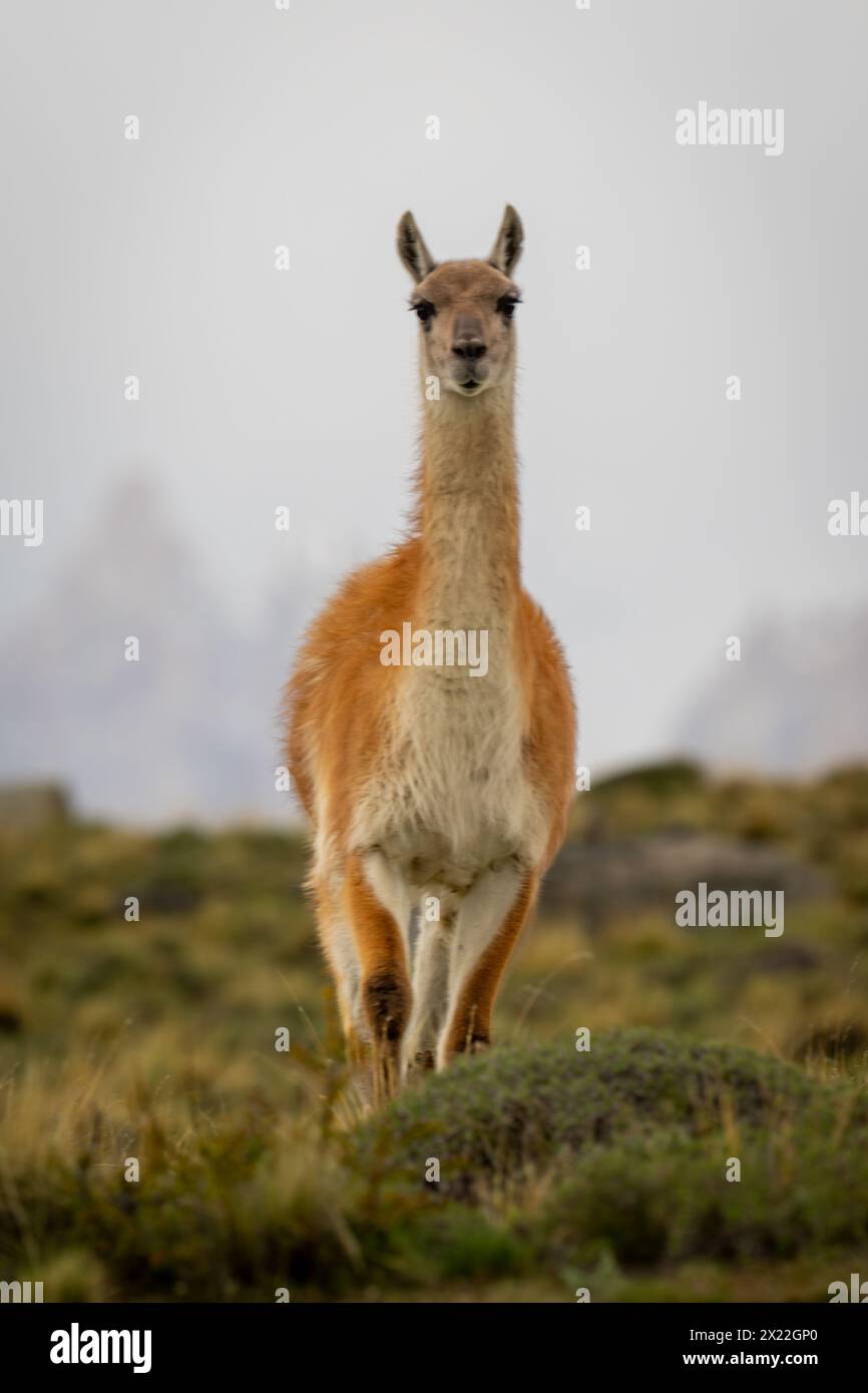 Laguna del guanaco hi-res stock photography and images - Alamy