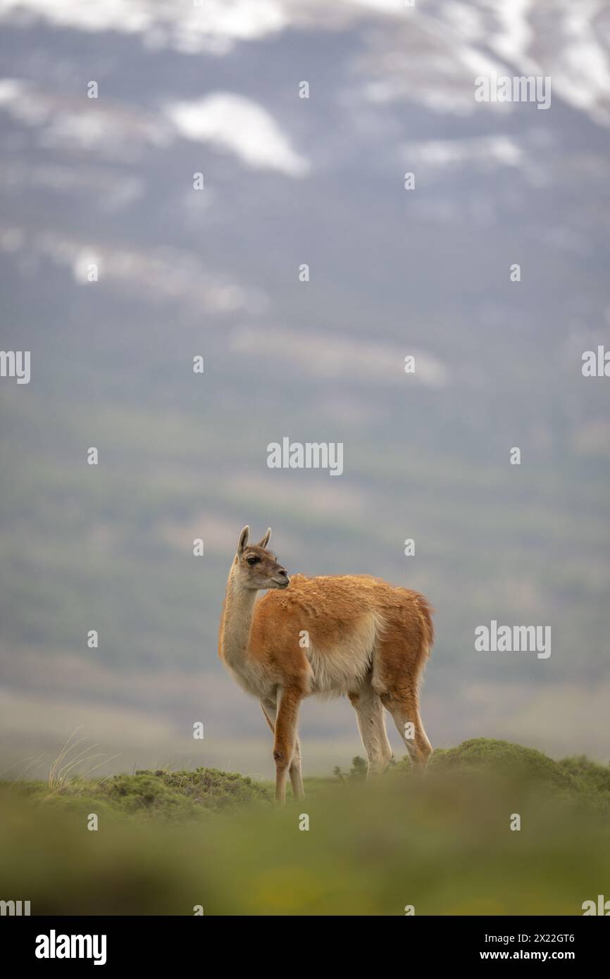 Guanaco stands turning head on grassy ridge Stock Photo - Alamy