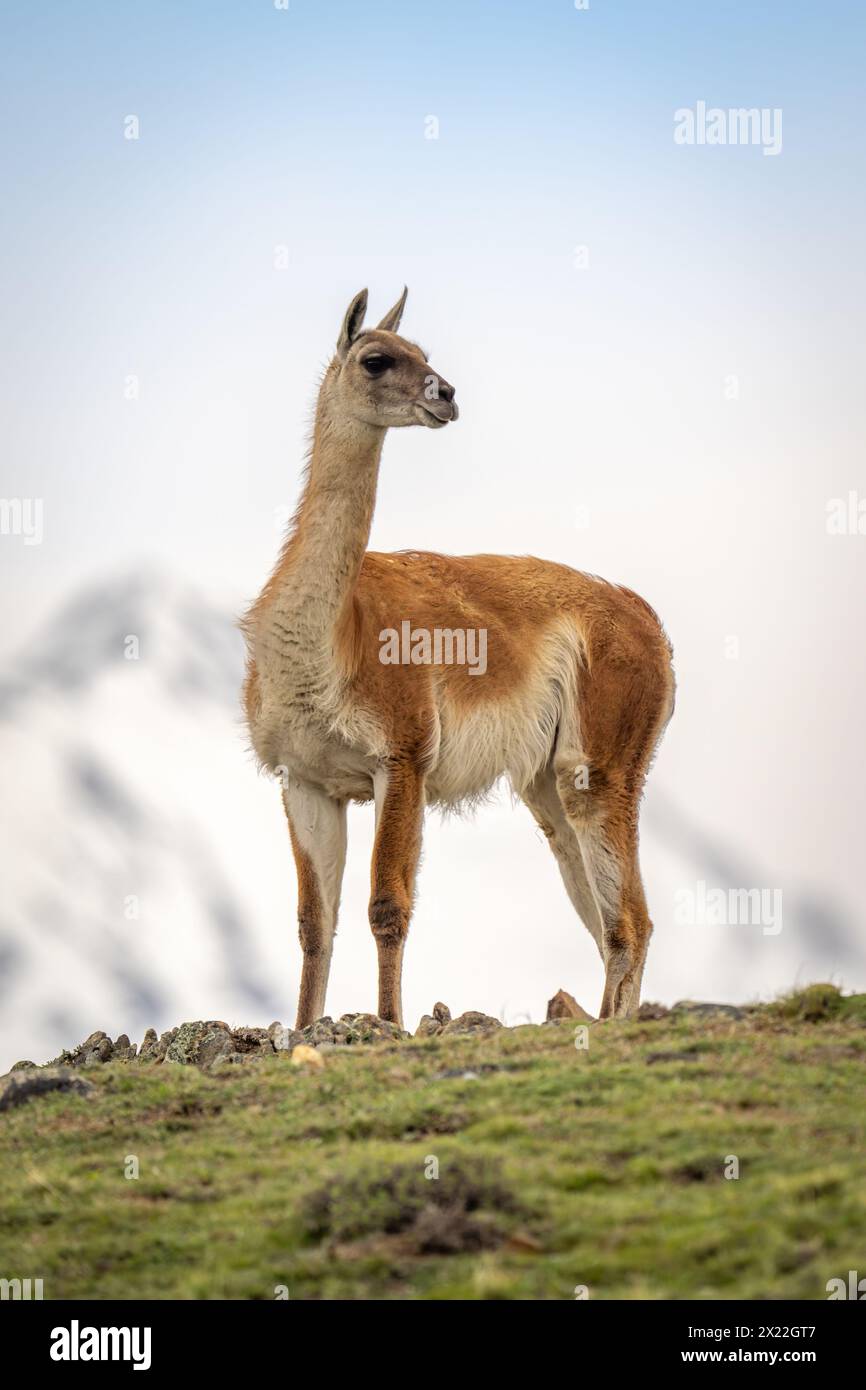 Guanaco stands turning head on grassy hillside Stock Photo - Alamy