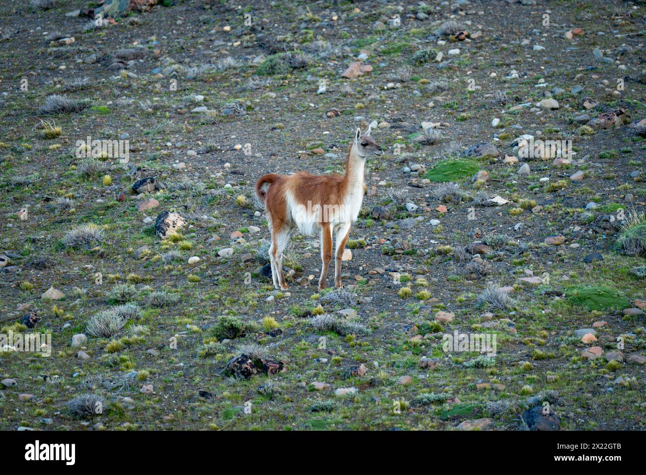 Guanaco stands turning head on rocky hillside Stock Photo - Alamy