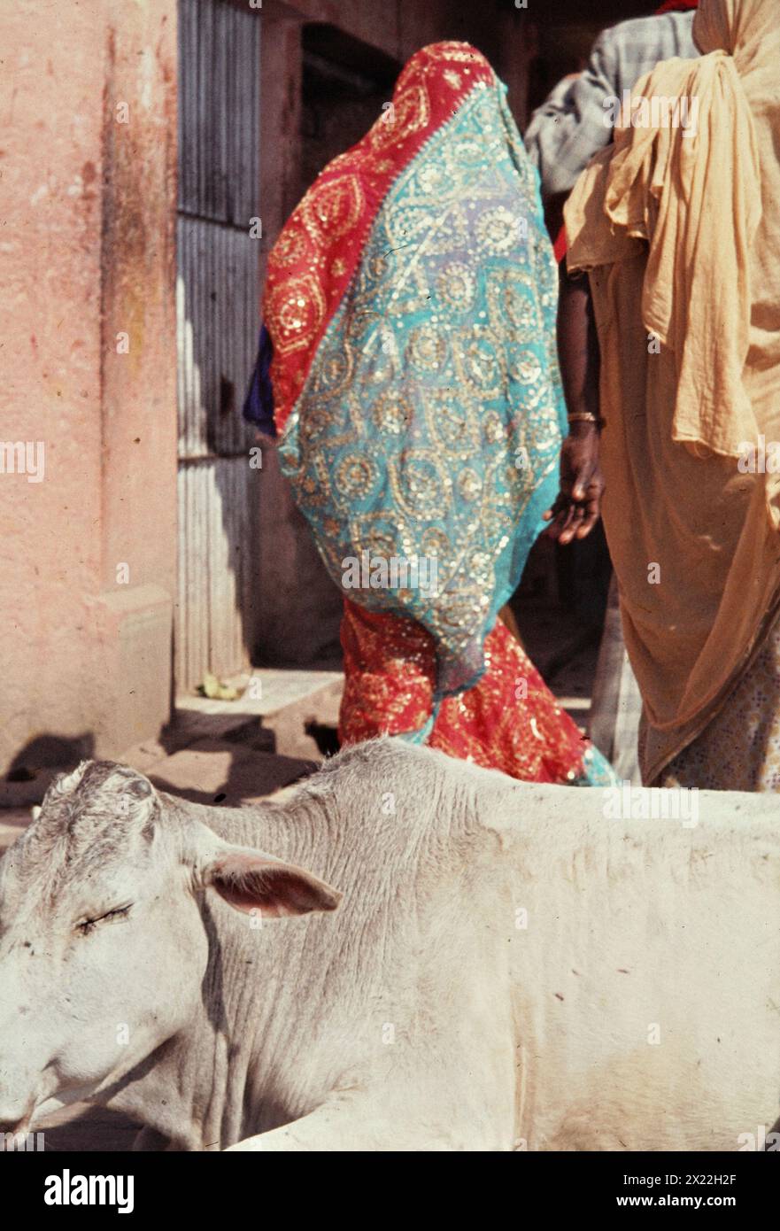A wedding couple in ceremonial dress stands behind a sacred cow in ...