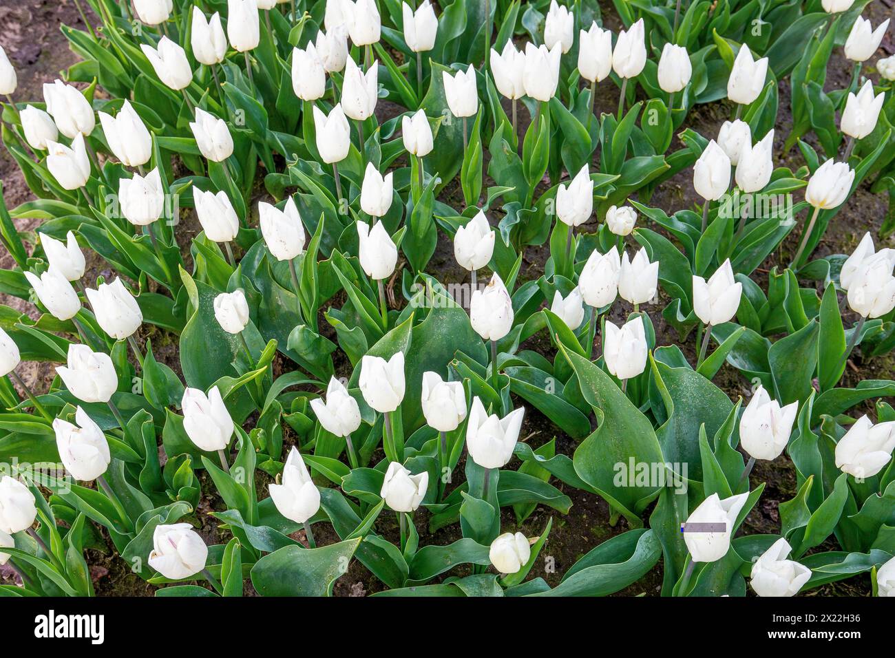 Close up Dutch flowering growing single early tulip variety called White Prince seen from the ...