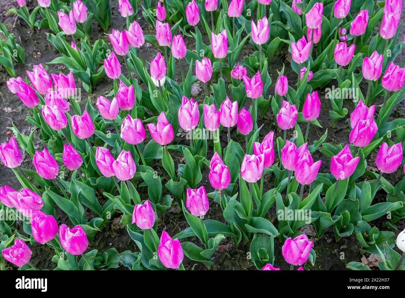 Close up Dutch flowering growing double early tulip variety called ...