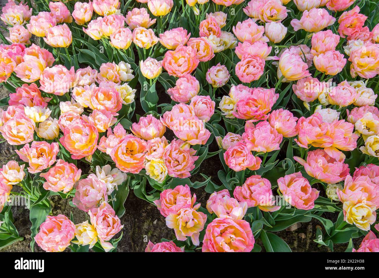 Close up view from above of double pink yellow tulip flower with the ...