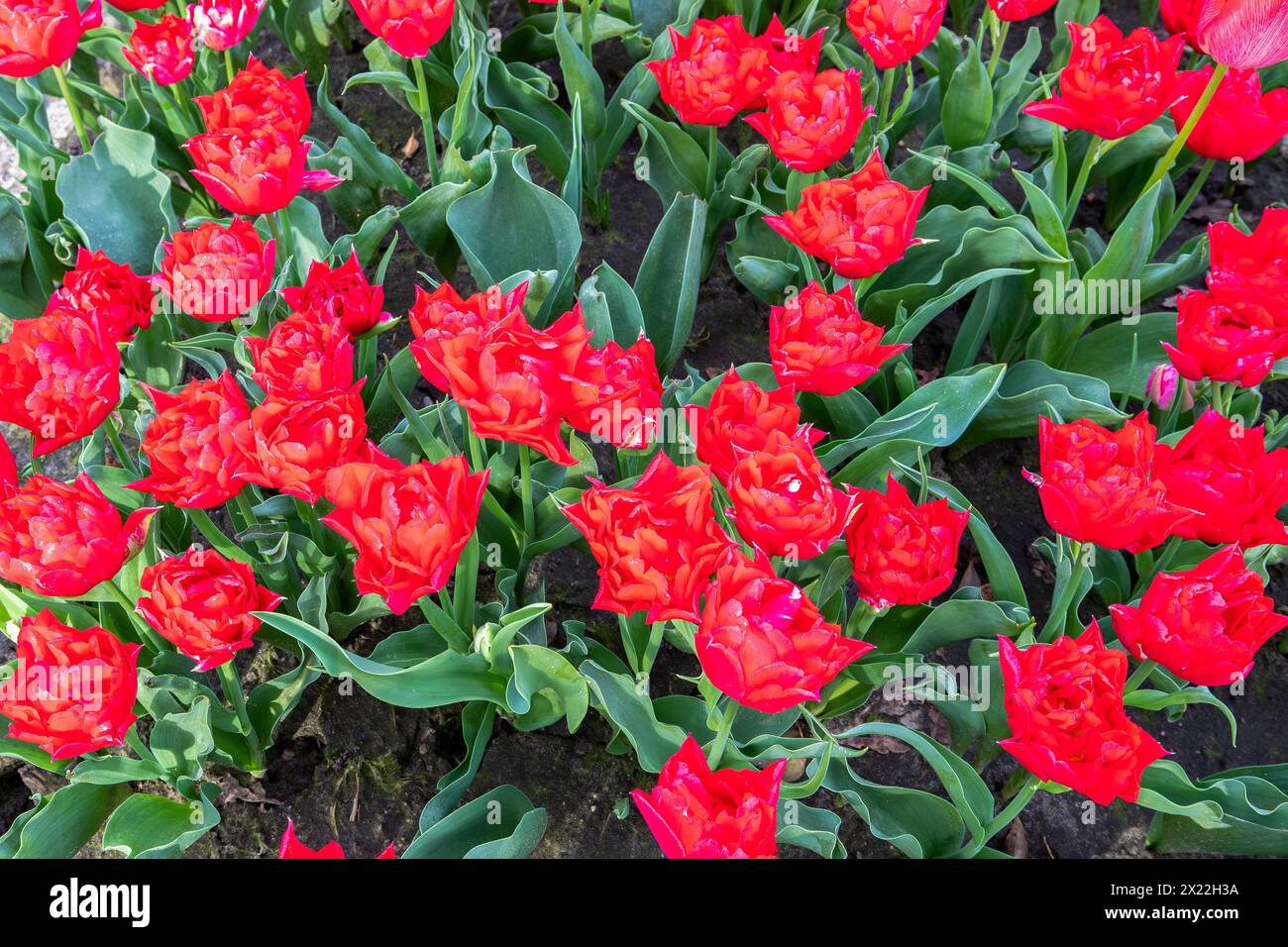 Close up Dutch flowering growing double early tulip variety called ...