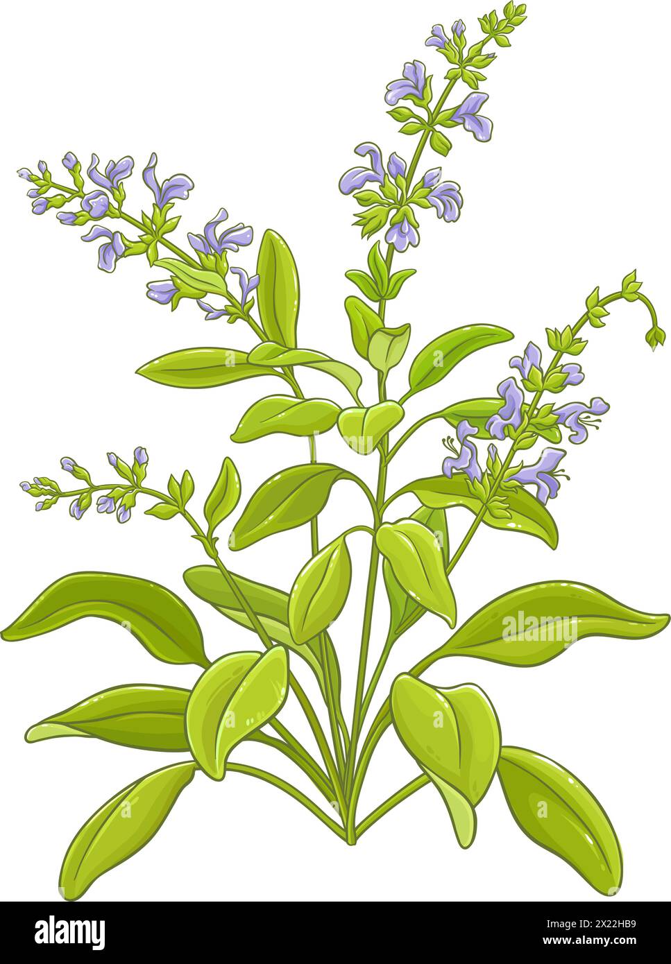 Sage Plant Colored Detailed Illustration Stock Vector Image & Art - Alamy
