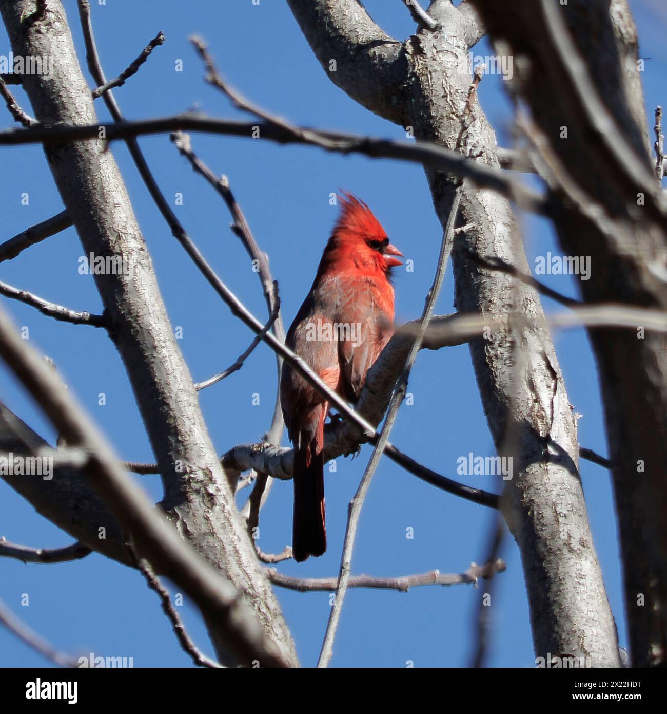 Red Cardinal on a branch during spring season Stock Photo - Alamy