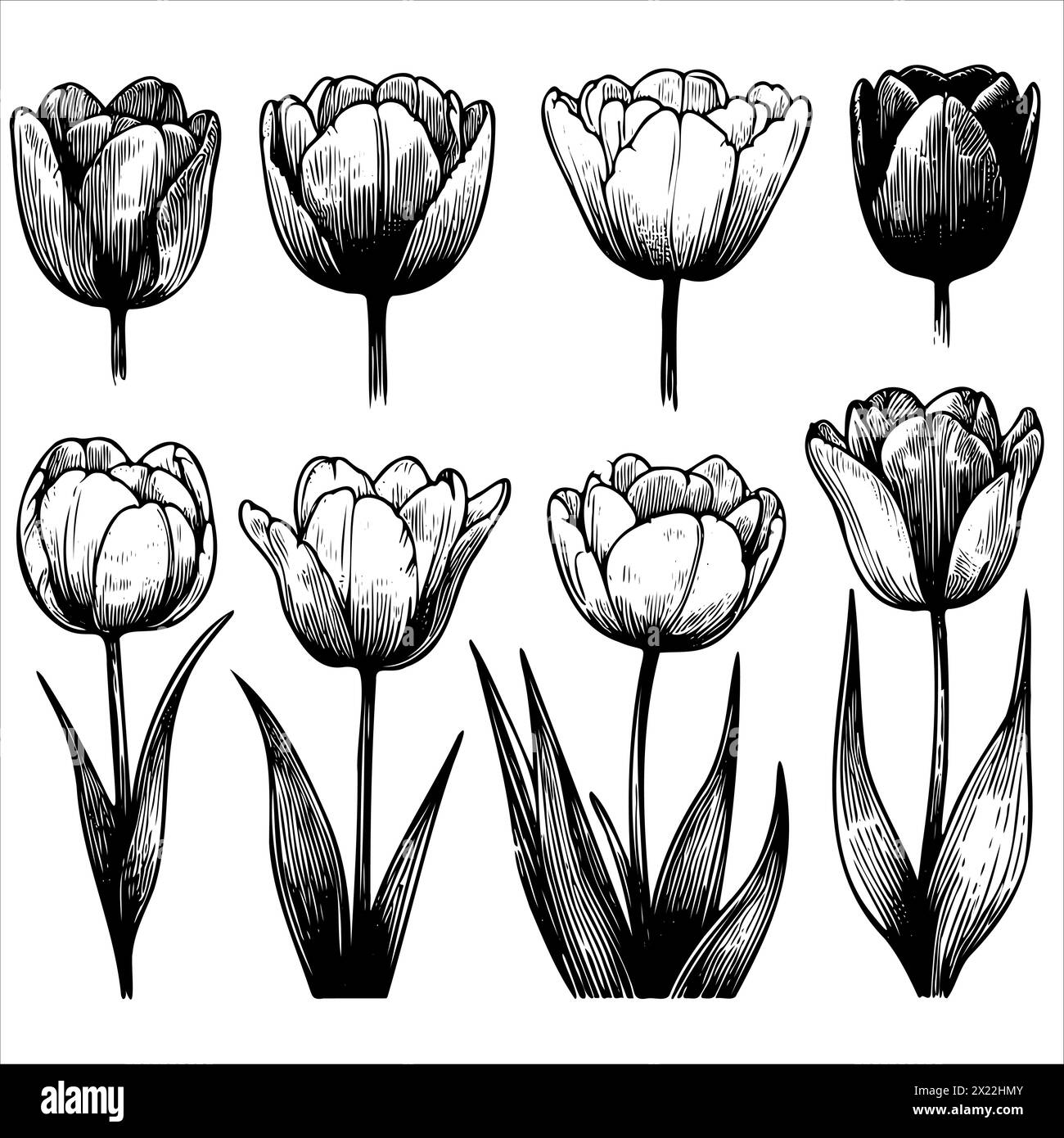 Different color of same flower Stock Vector Images - Alamy